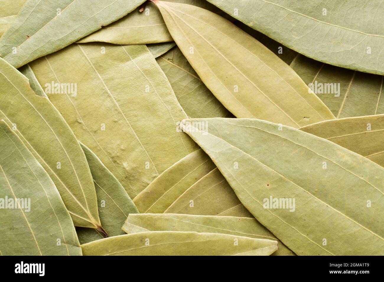 Tez patta hi-res stock photography and images - Alamy