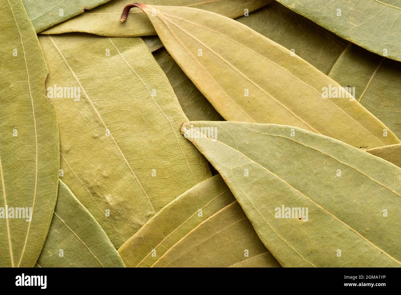 Bay leaves texture hi-res stock photography and images - Alamy