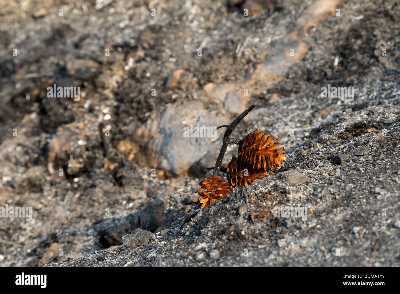 Burnt pine cone on the forest bed after a wildfire in the Judea ...