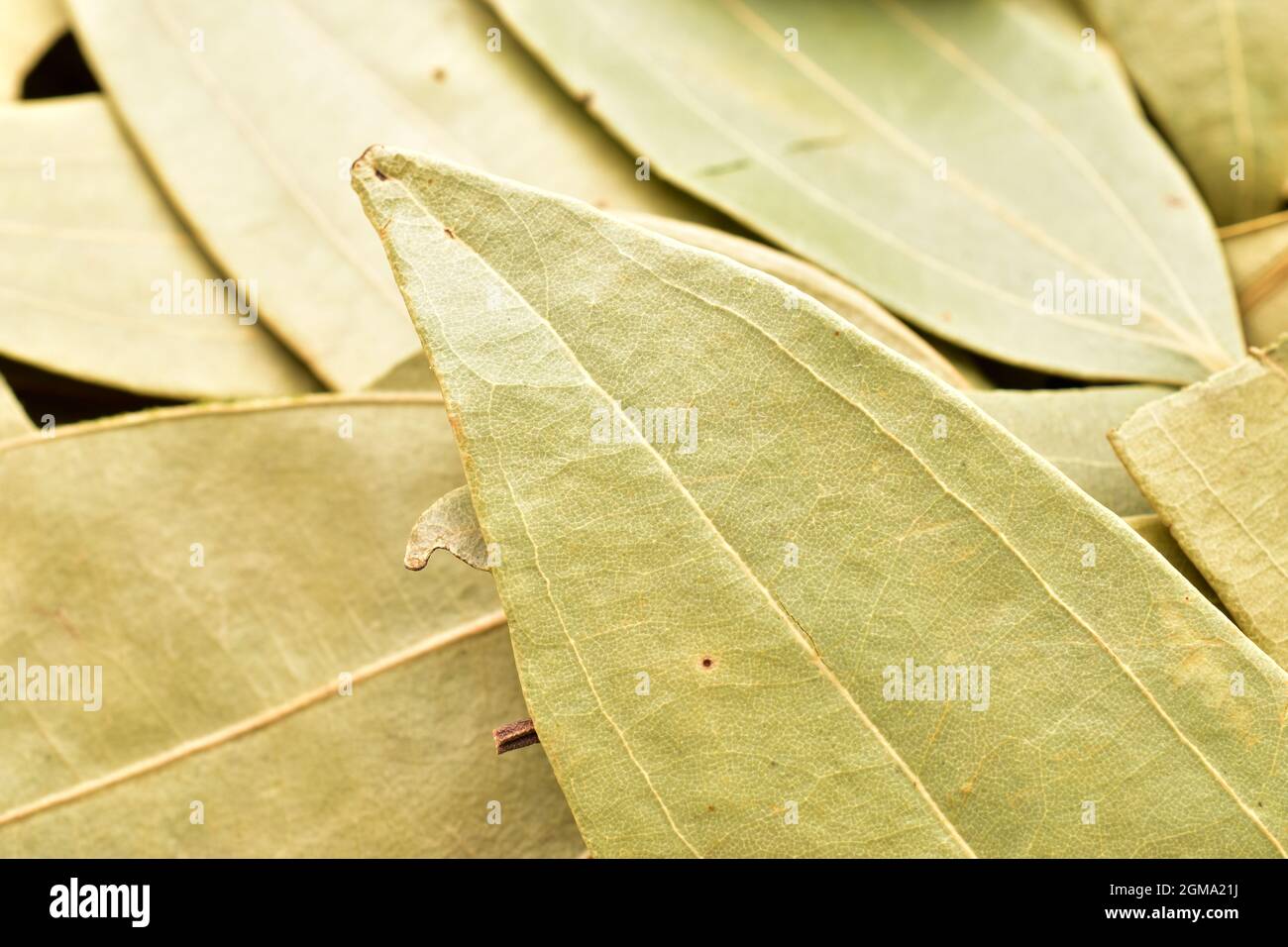 Close-up image of bay leaves Stock Photo - Alamy
