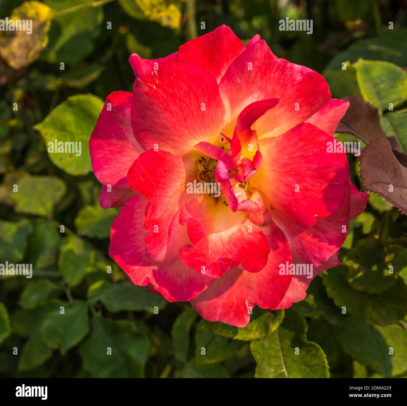 A macro shot of a red rose in Tacoma, Washington Stock Photo - Alamy