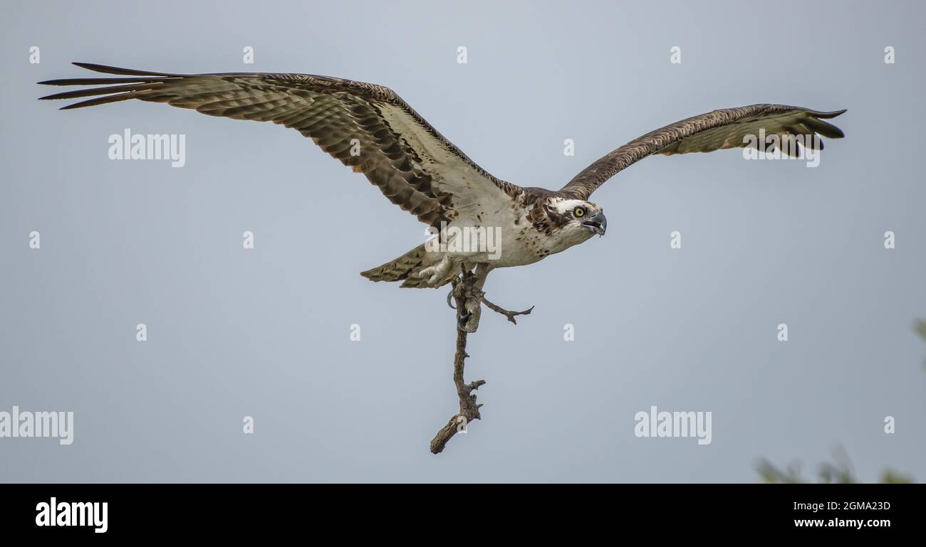 Scenic view of an Osprey flying while holding a branch Stock Photo - Alamy