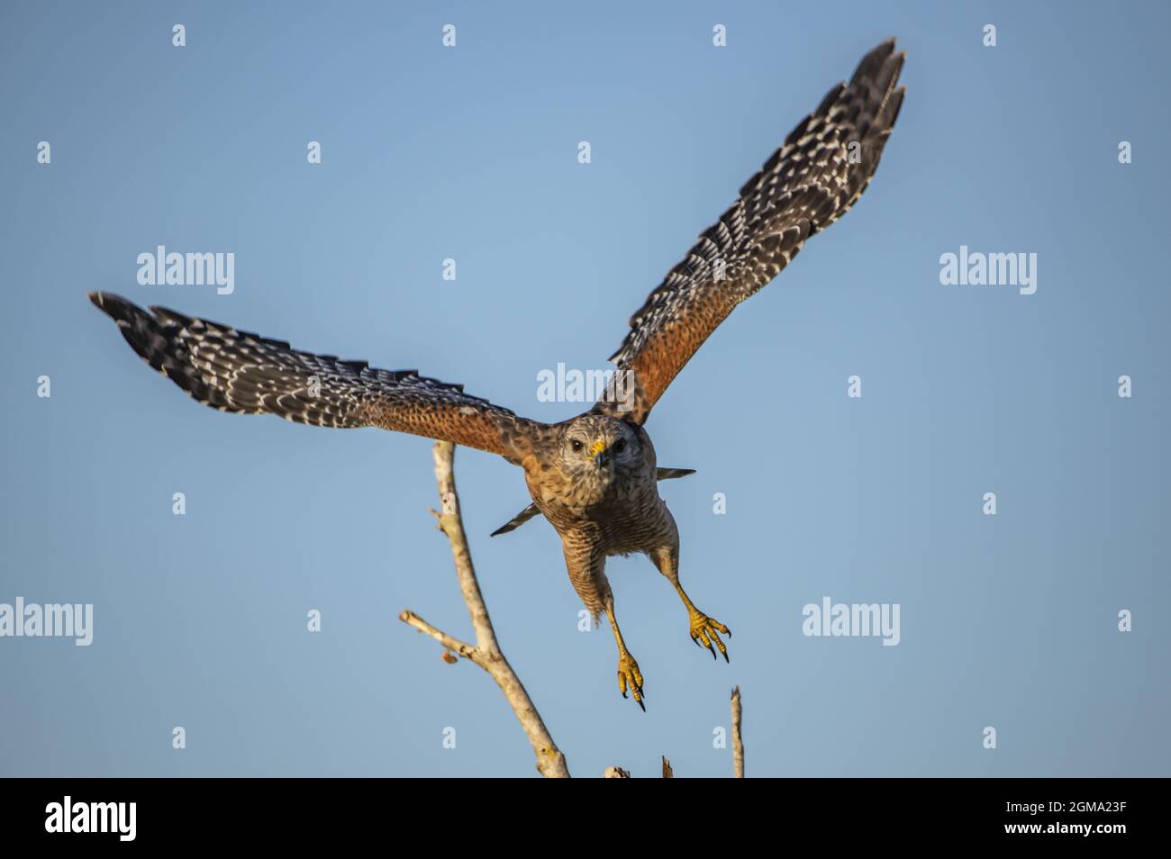 Scenic view of a hawk flying in the blue sky Stock Photo - Alamy