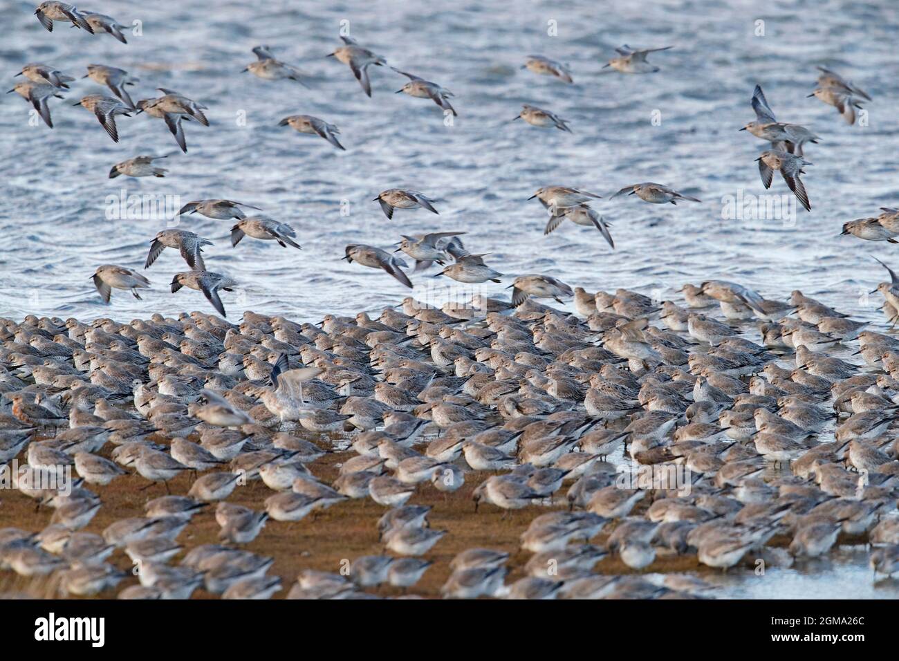 Red knot (Calidris canutus) flock of knots in non-breeding plumage ...