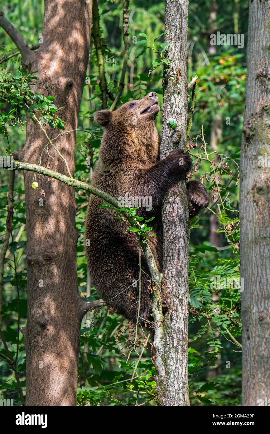 Deciduous Forest Bears