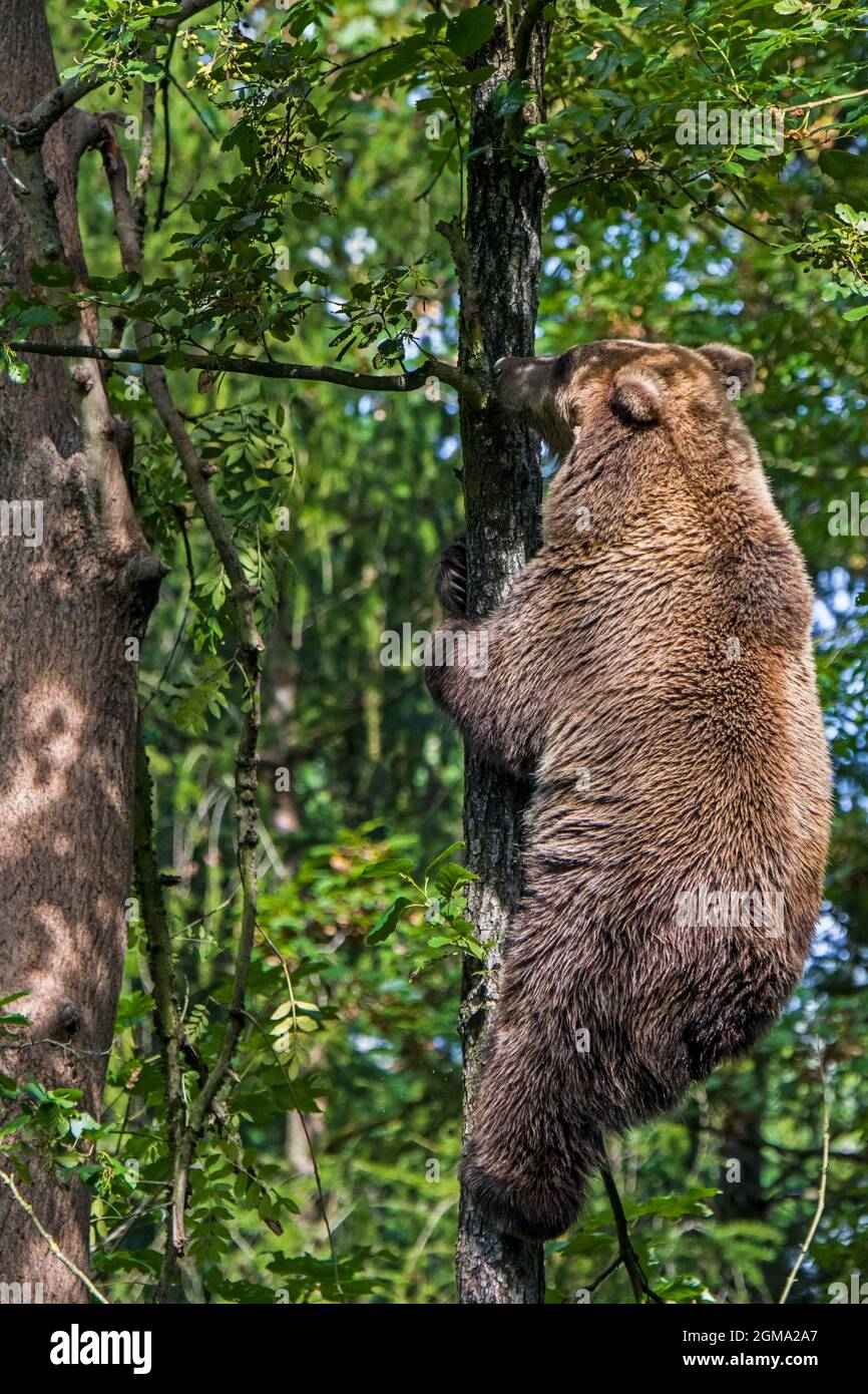 Deciduous Forest Bears
