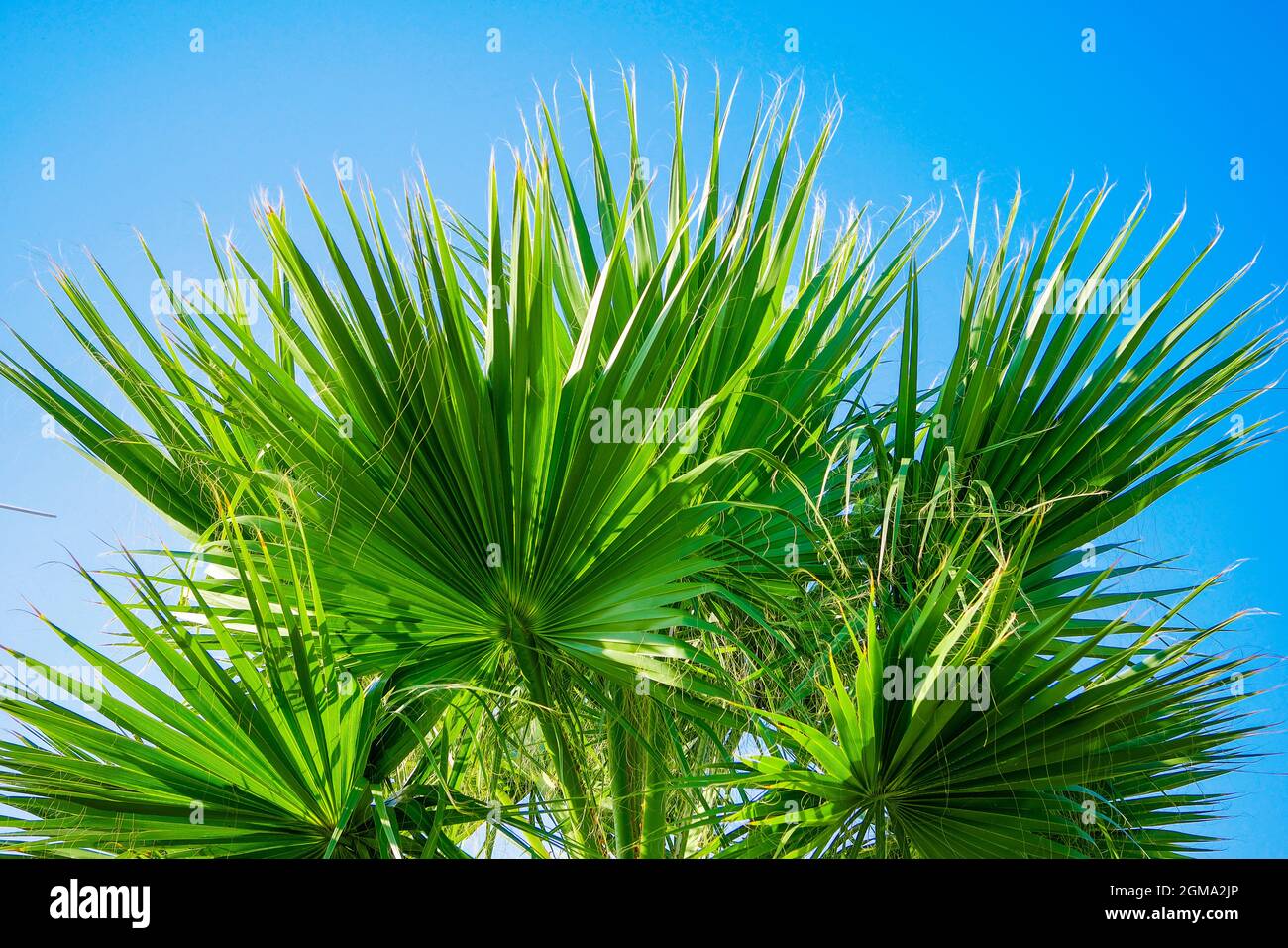 Fun palm leaves against blue sky Stock Photo - Alamy