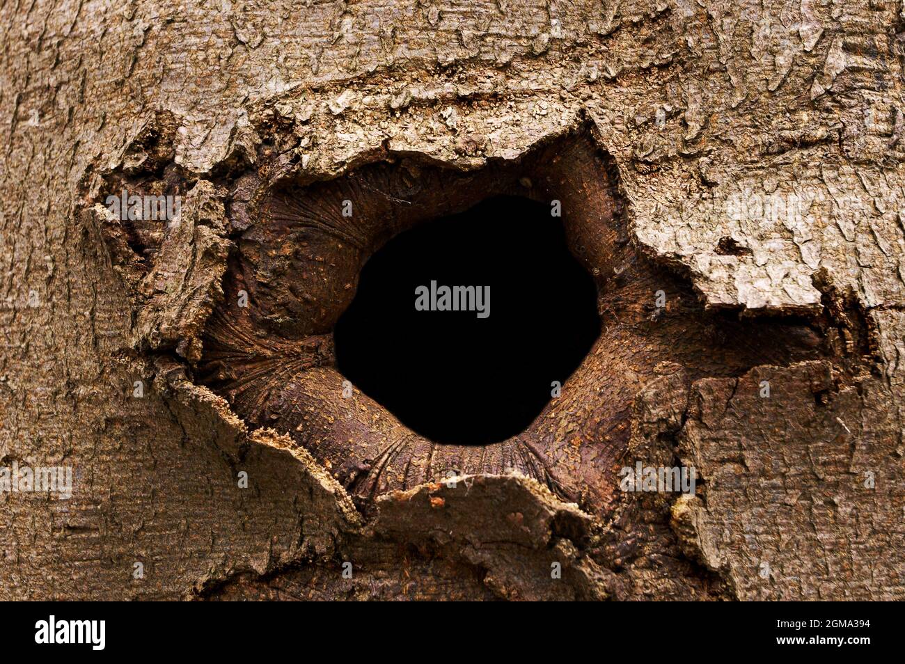 Detail of a tree stump with a black hole in it - pretty creepy Stock ...