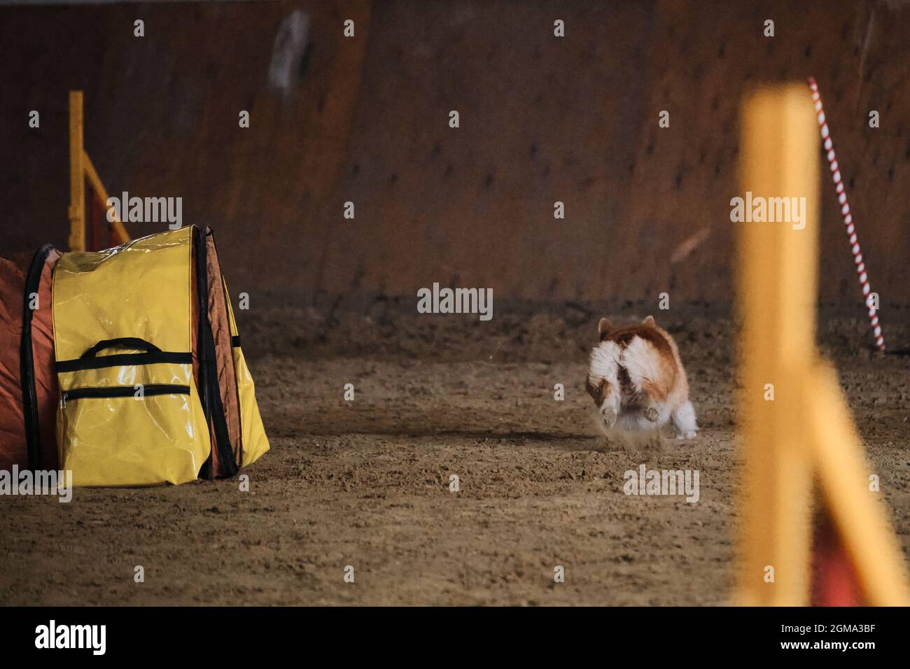 Agility competitions. Dog Welsh corgi Pembroke red color quickly runs ...