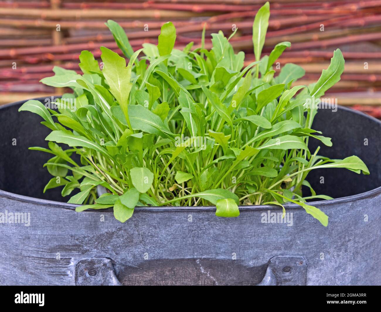 Rocket lettuce hi-res stock photography and images - Alamy