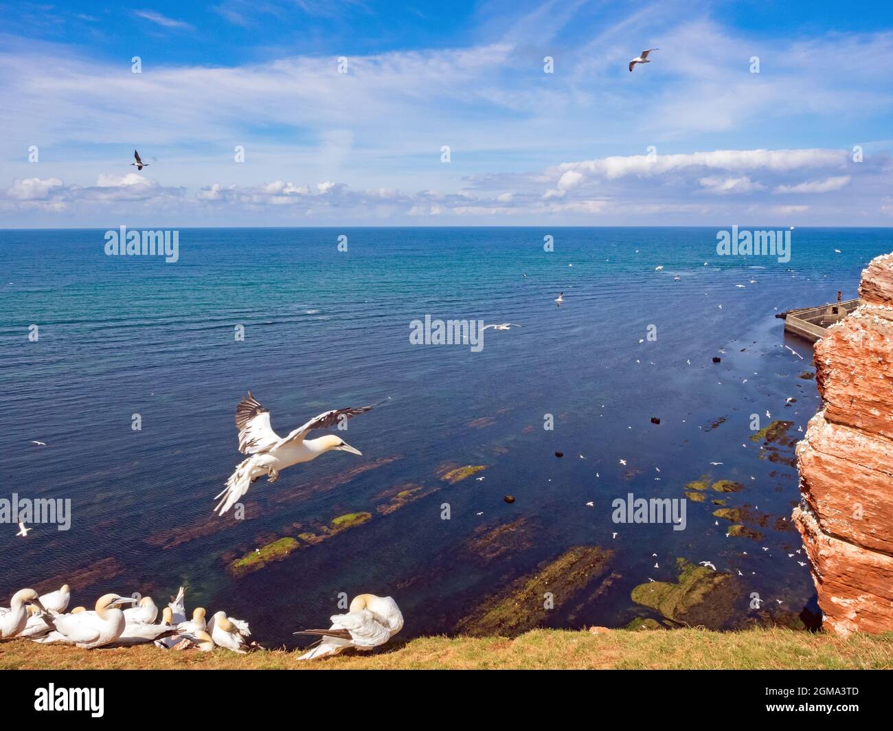 Northern gannets on the red cliffs of the high sea island Helgoland ...