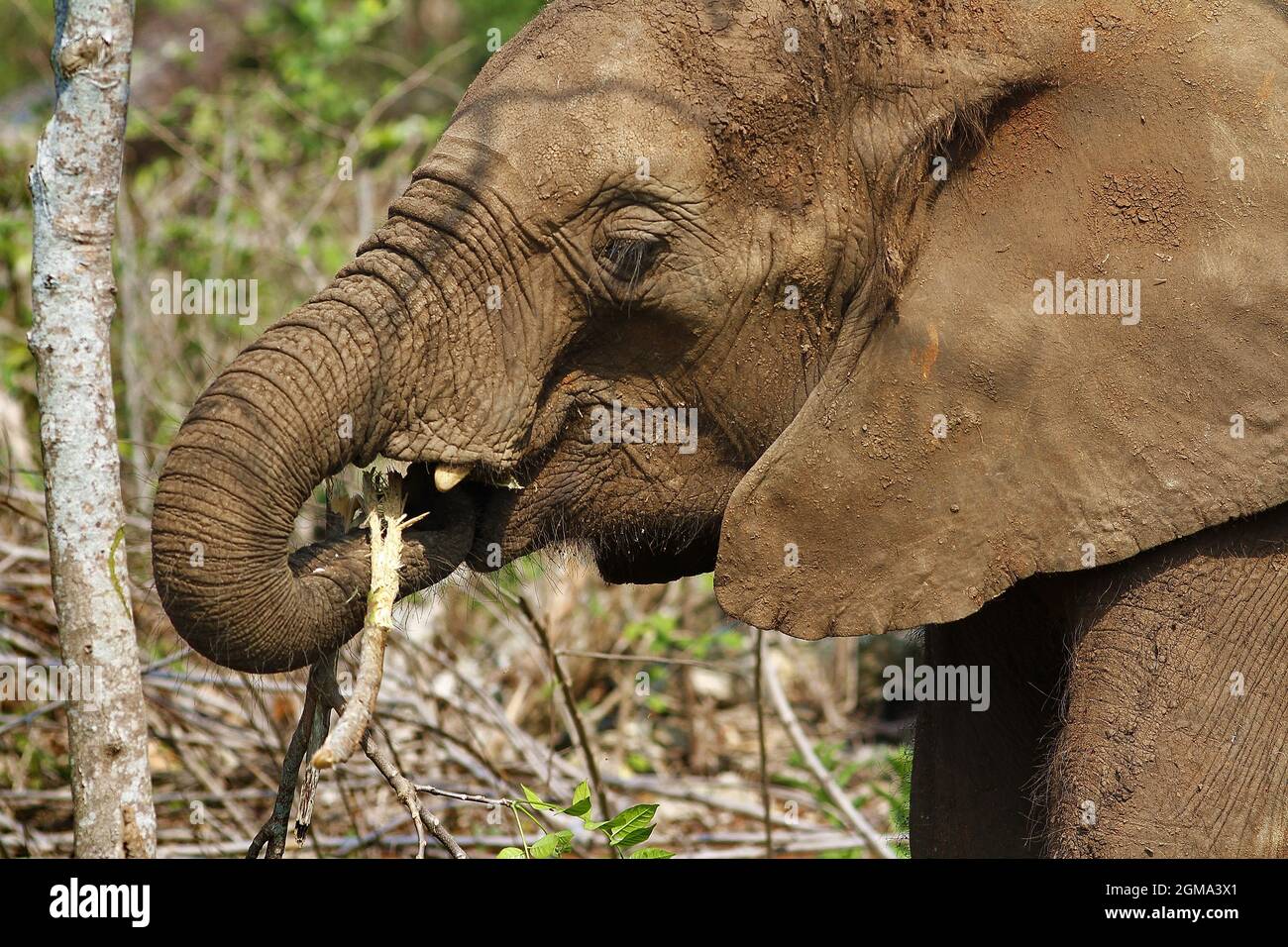 Baby elephant ear plant hi-res stock photography and images - Alamy