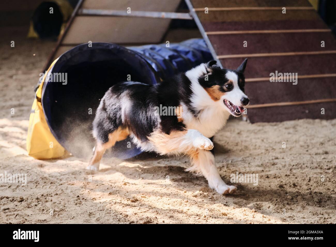 Agility competitions. Australian Shepherd Aussie black tricolor quickly ...