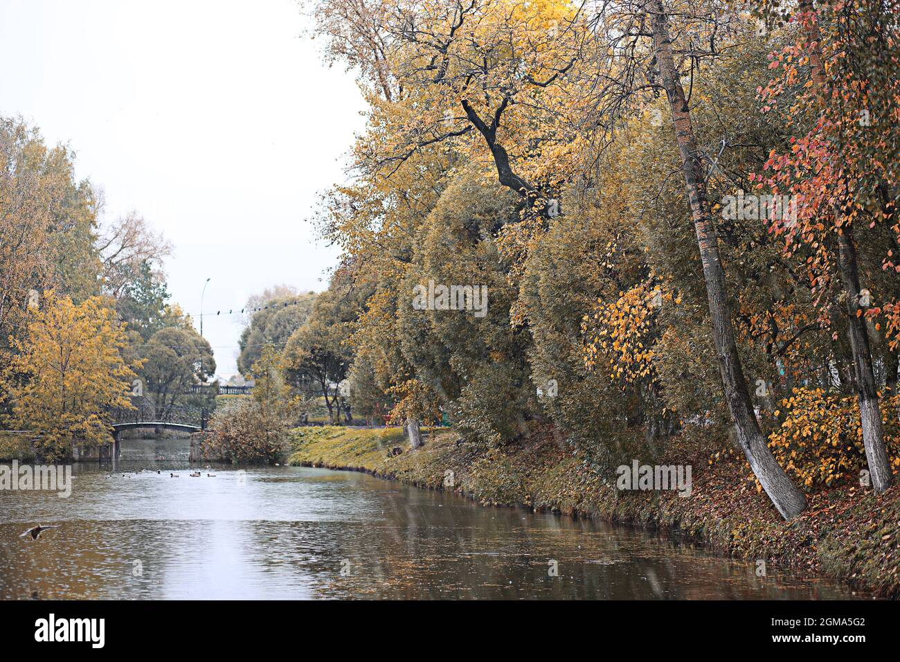 Autumn rain in the park during the day Stock Photo - Alamy