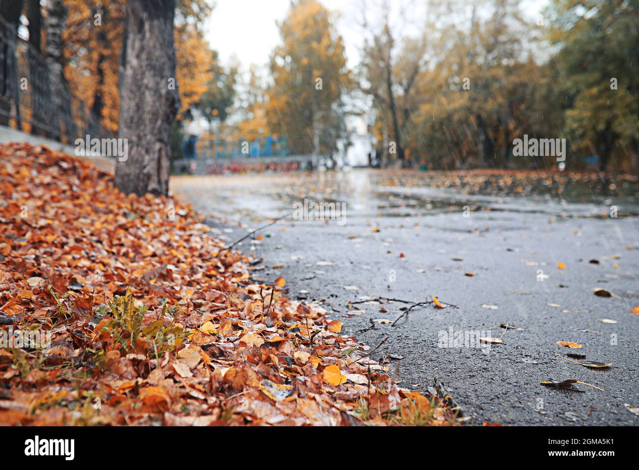 Autumn rain in the park during the day Stock Photo - Alamy