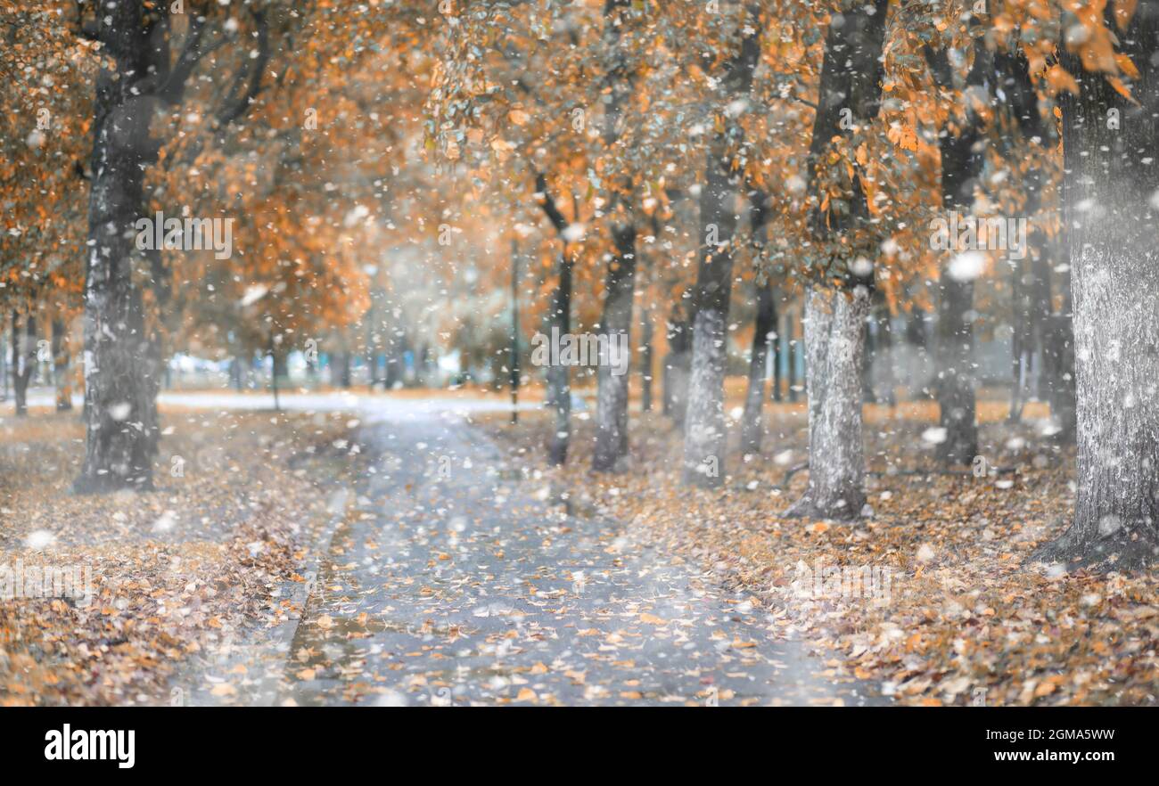 Autumn park in the days of the first snow Stock Photo - Alamy