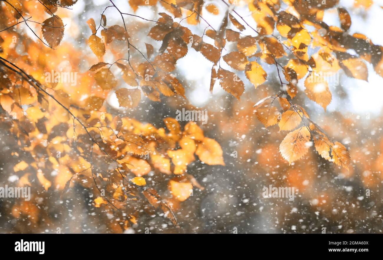 Autumn park in the days of the first snow Stock Photo - Alamy
