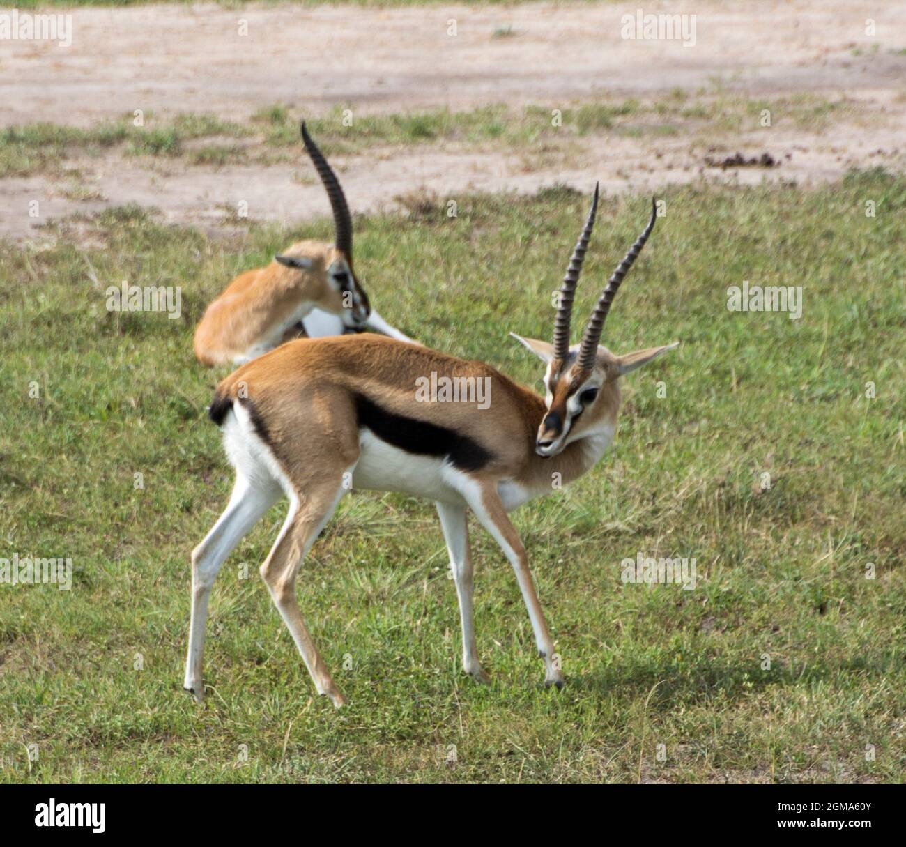 Thomson's Gazelles in Kenya Africa Stock Photo - Alamy