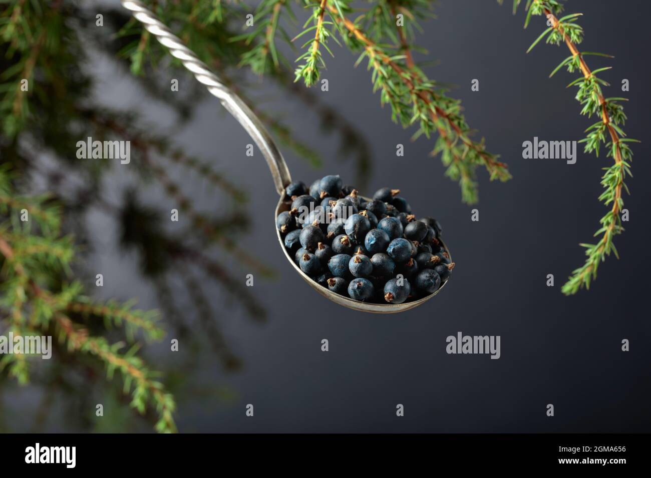 Old spoon with seeds of juniper on a dark background. Juniper seeds are ...