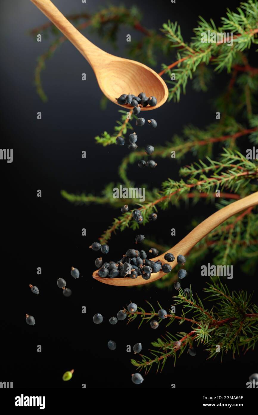 Juniper seeds are sprinkled with a wooden spoon. Juniper seeds are used ...