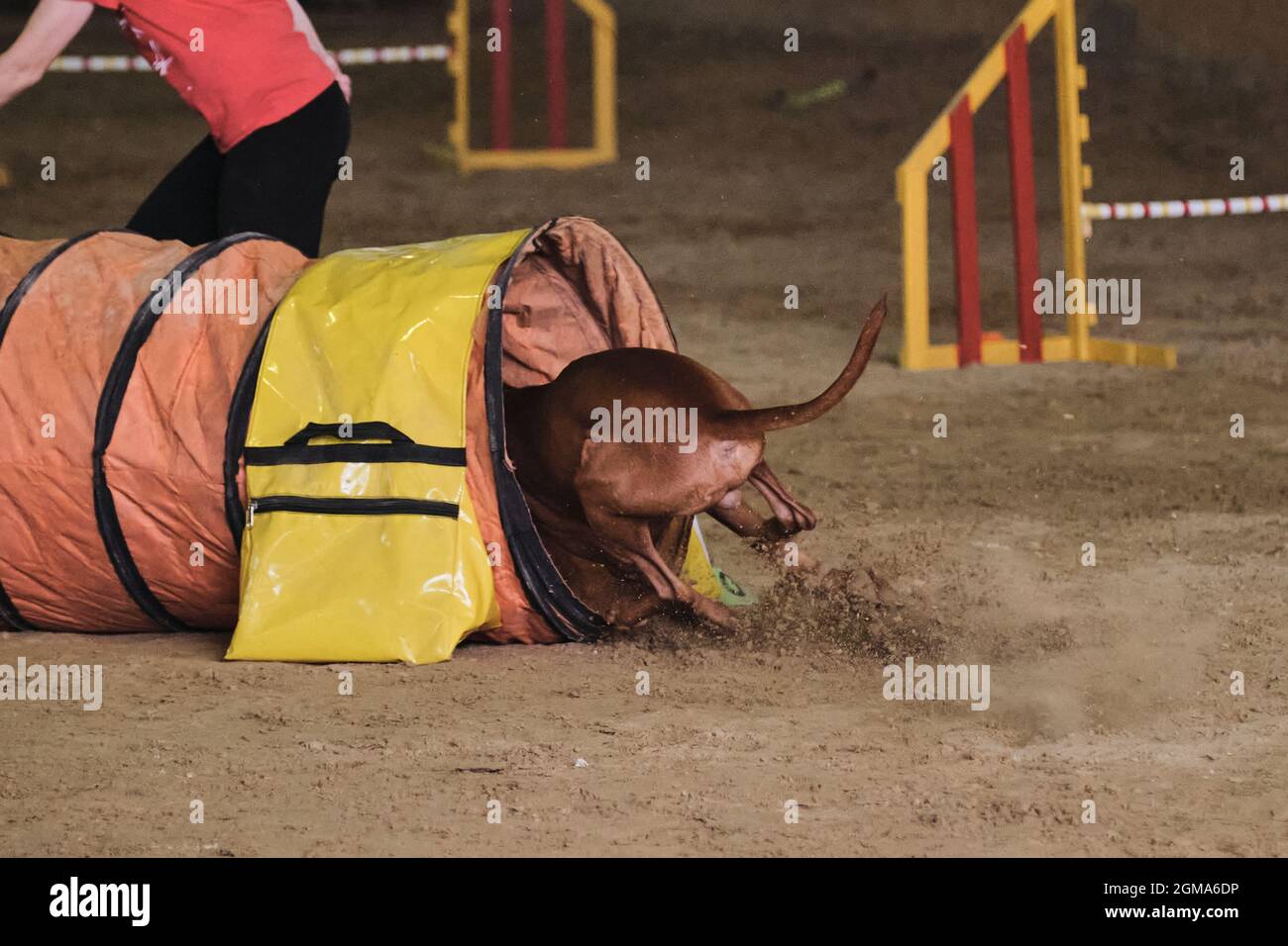 Hungarian goat breed hi-res stock photography and images - Alamy