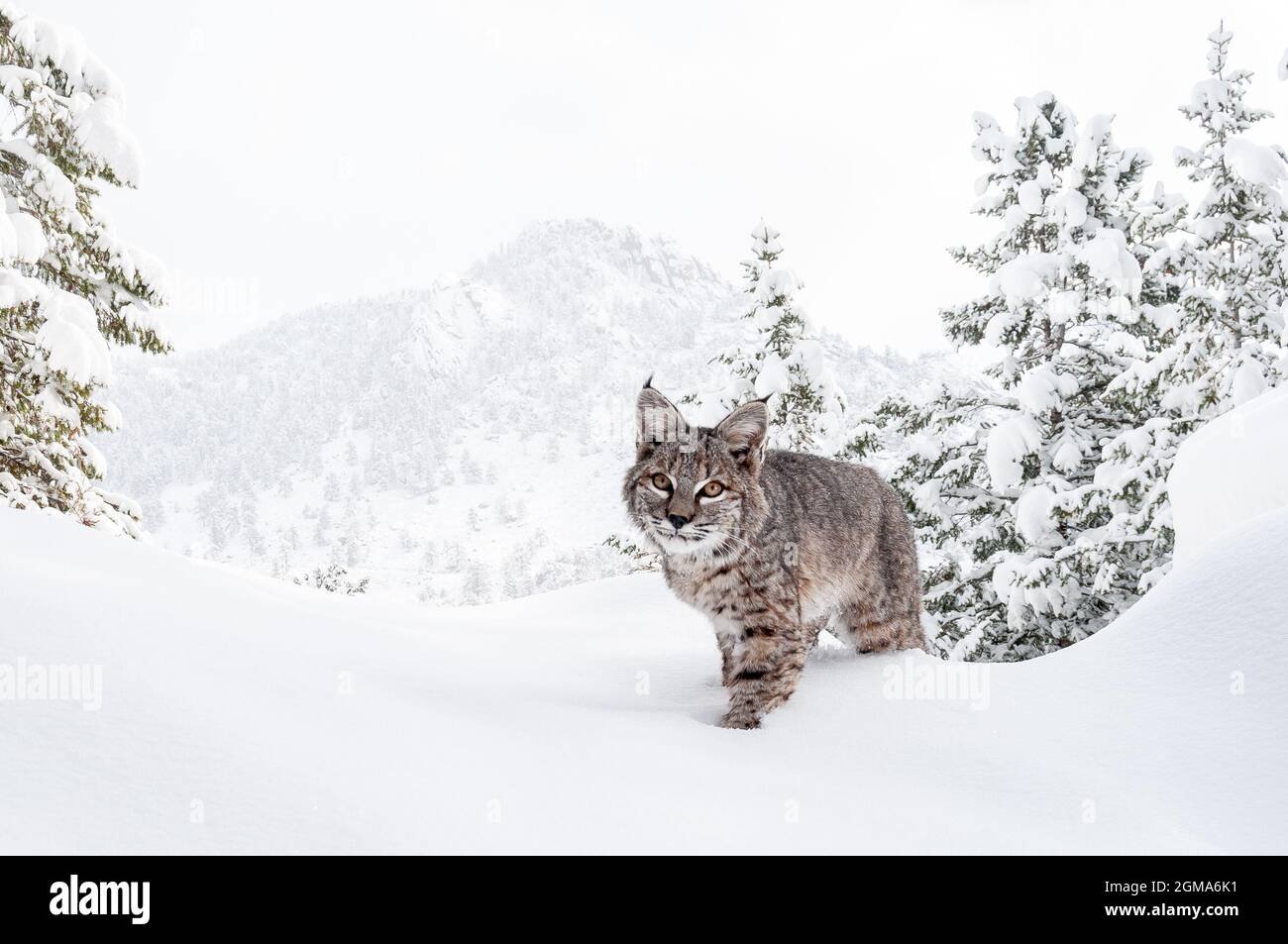 Bobcat in Snow Stock Photo - Alamy