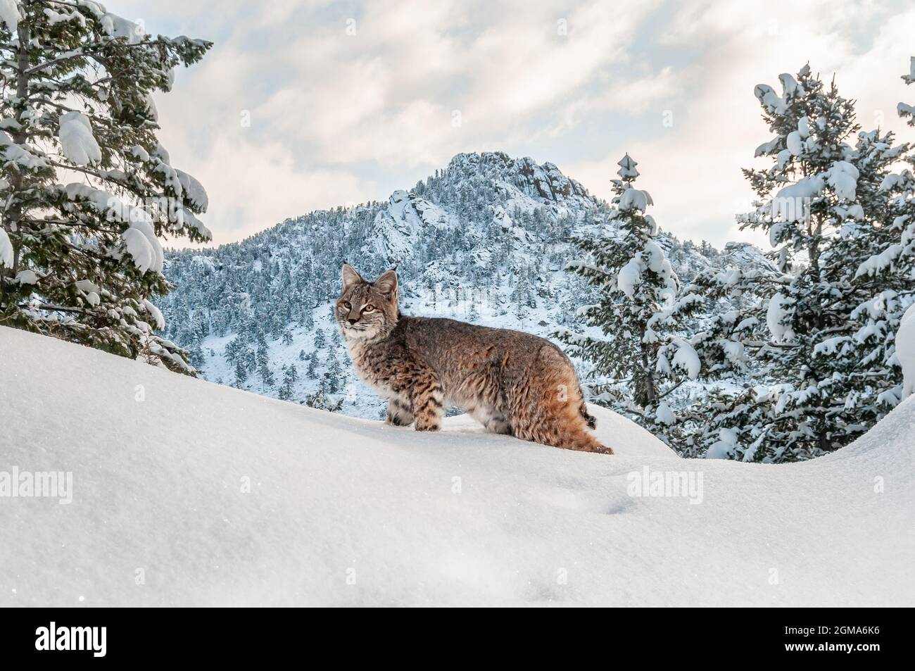 Bobcat in Snow Stock Photo - Alamy