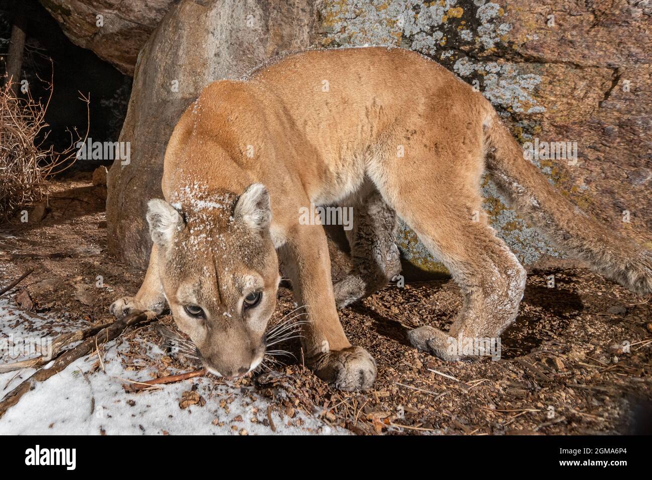 Colorado Mountain Lion Stock Photo - Alamy