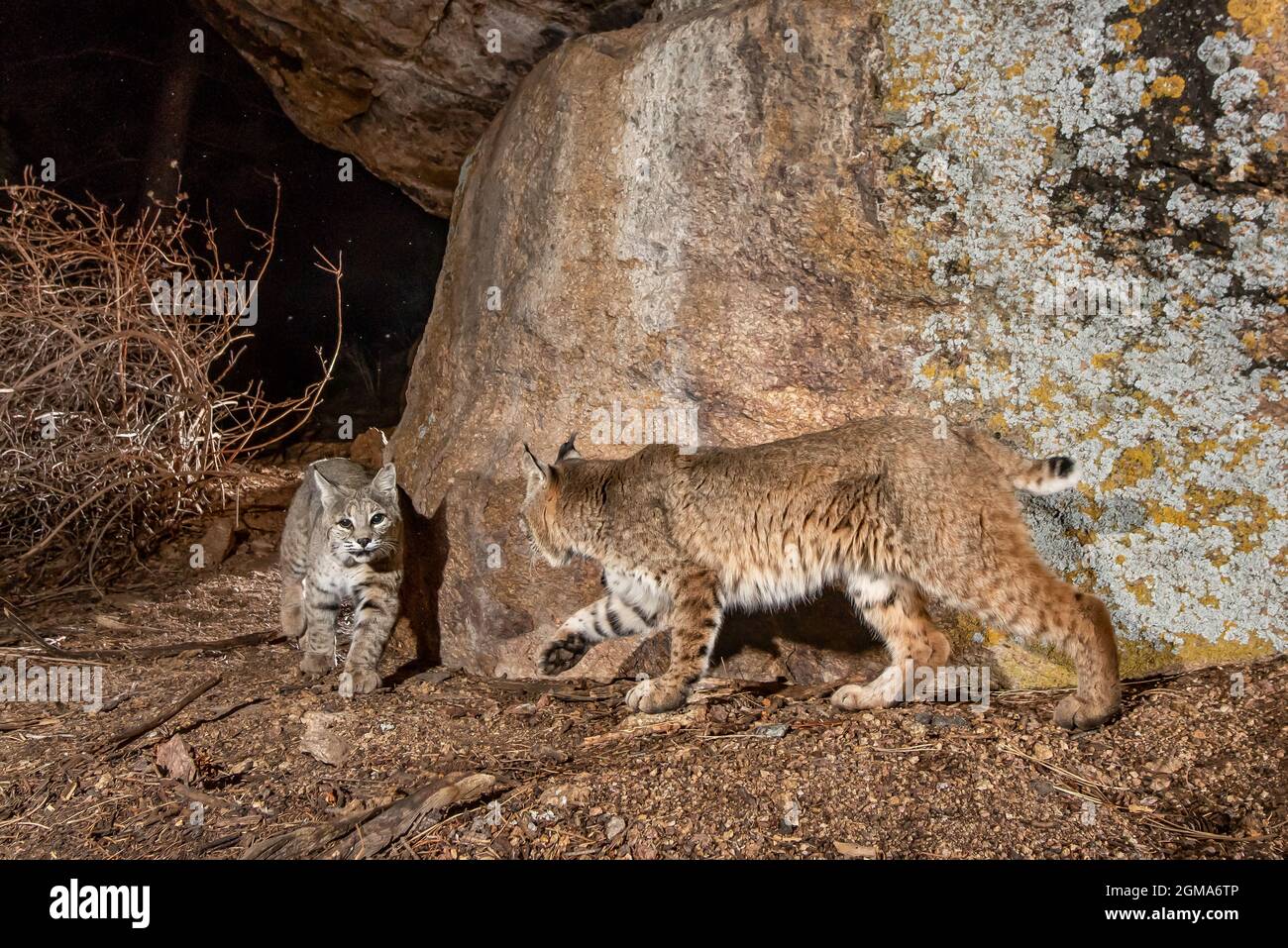 Two Bobcats Meeting Stock Photo - Alamy
