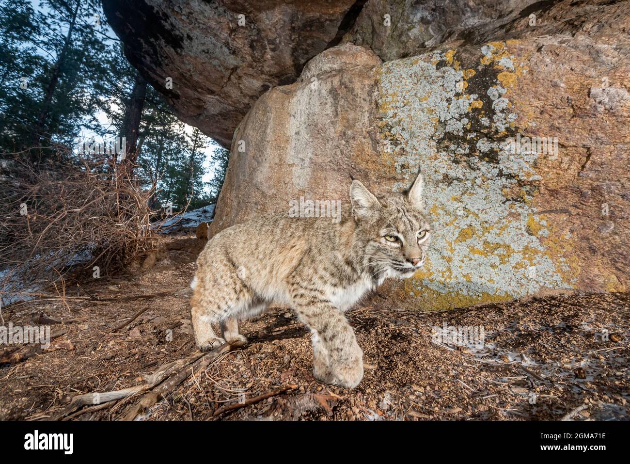 Bobcat in camera trap Stock Photo - Alamy
