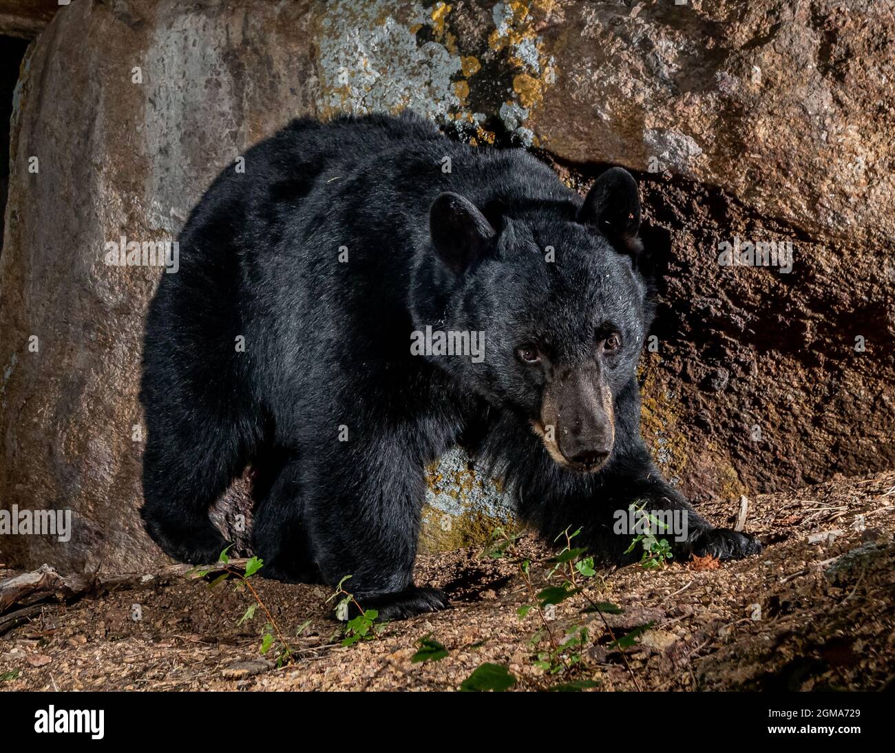 Colorado black bear hi-res stock photography and images - Alamy