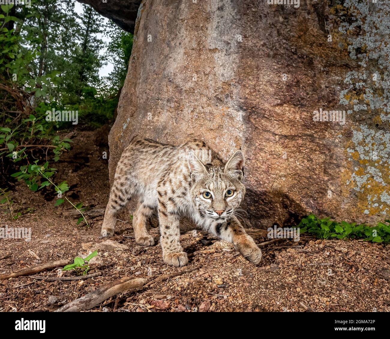 Bobcat in camera trap Stock Photo - Alamy