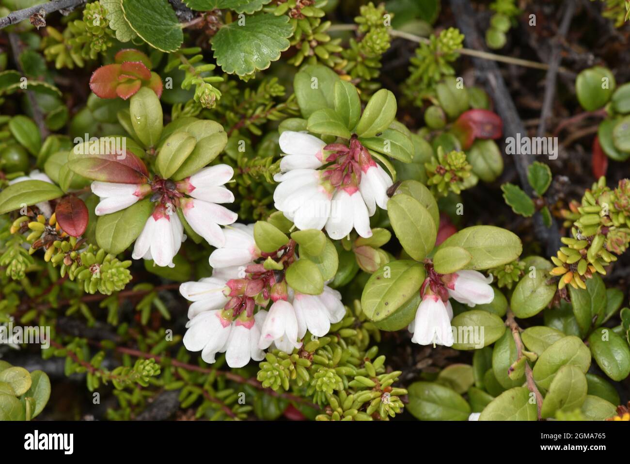 Flowering cowberry hi-res stock photography and images - Alamy