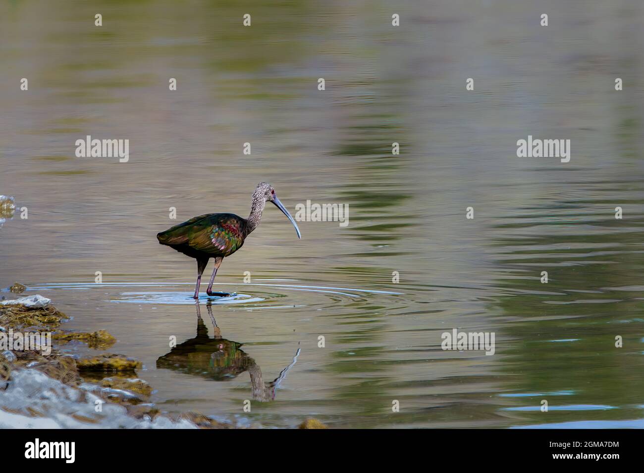 White Faced Ibis at Eagle Lake in Northern California, USA Stock Photo ...