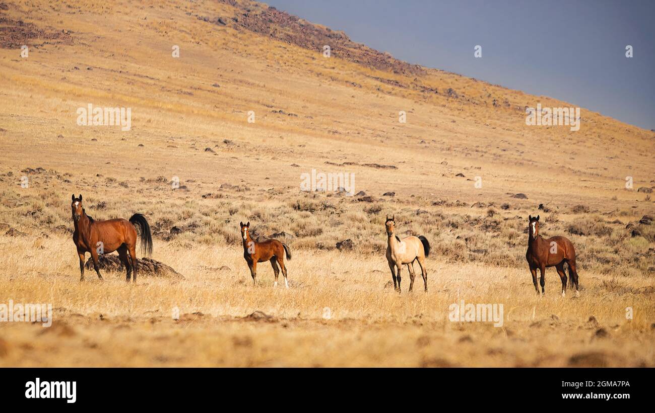 This image captures 4 wild horses on a hillside in the Smoke Creek ...