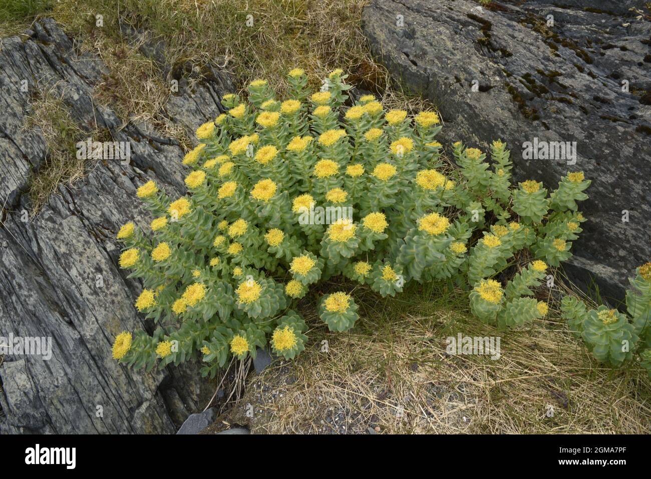 Roseroot - Rhodiola rosea Stock Photo - Alamy