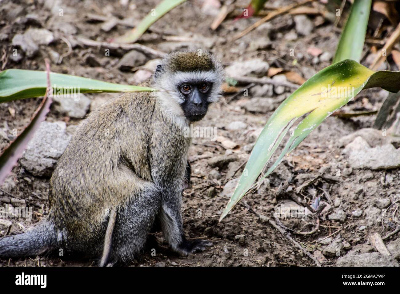 Vervet in Kenya Africa Stock Photo - Alamy