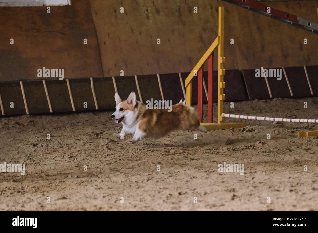 Pembroke welsh corgi jump hi-res stock photography and images - Alamy