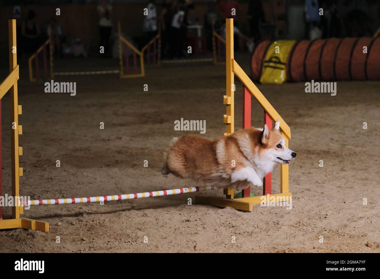 Pembroke welsh corgi jump hi-res stock photography and images - Alamy
