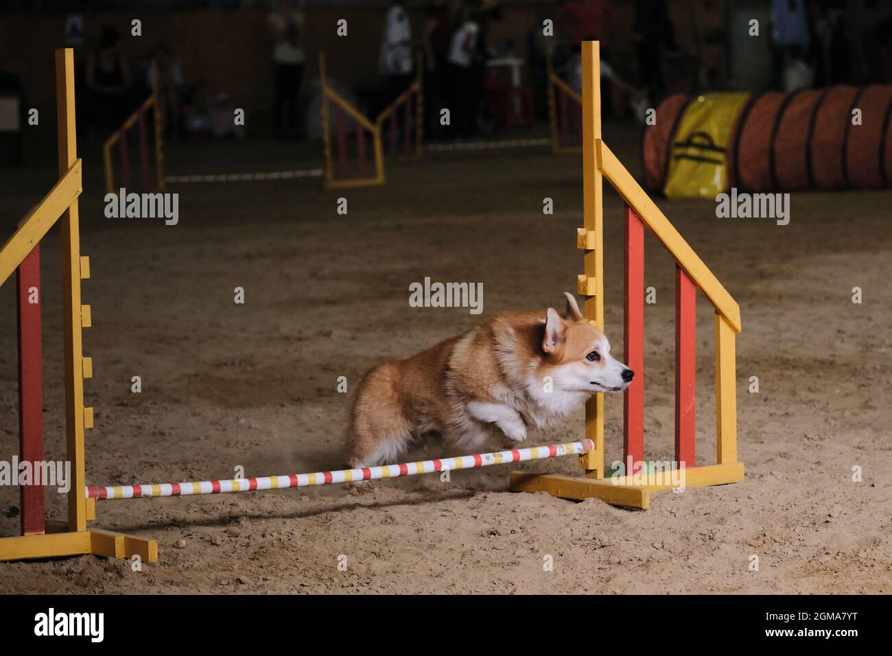Speed and agility, sports with dog. Red Welsh corgi Pembroke without ...