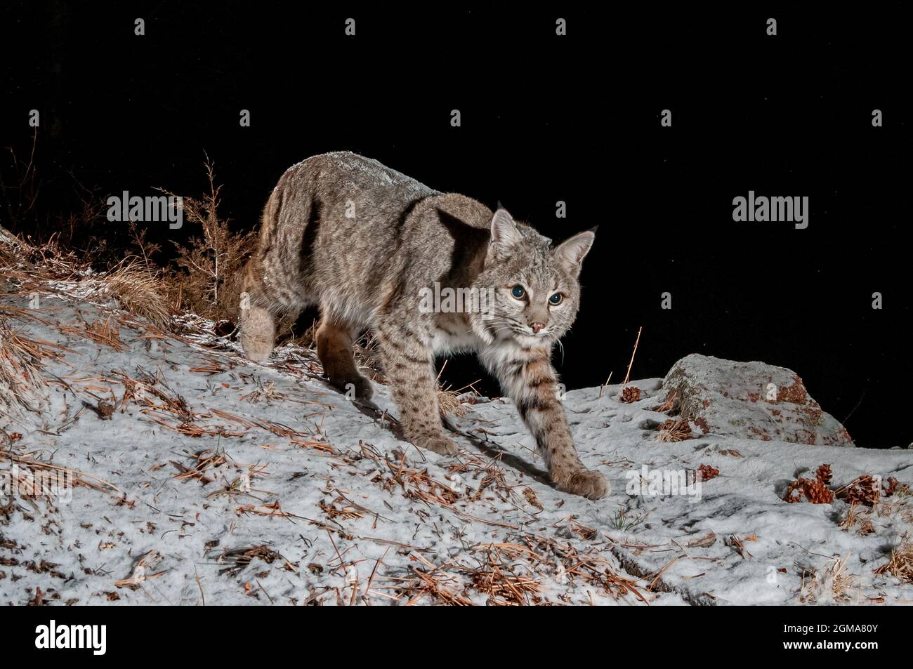 Bobcat in Snow Stock Photo - Alamy