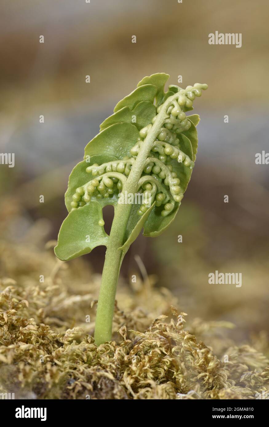 Botrychium hi-res stock photography and images - Alamy