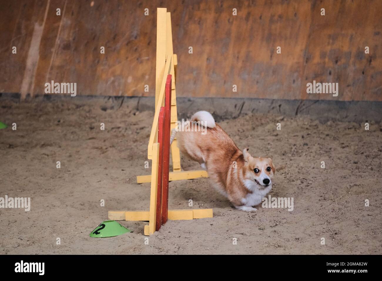 Speed and agility, sports with dog. Red Welsh corgi Pembroke without ...