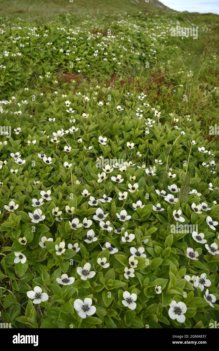 Dwarf Cornel - Cornus suecica Stock Photo - Alamy