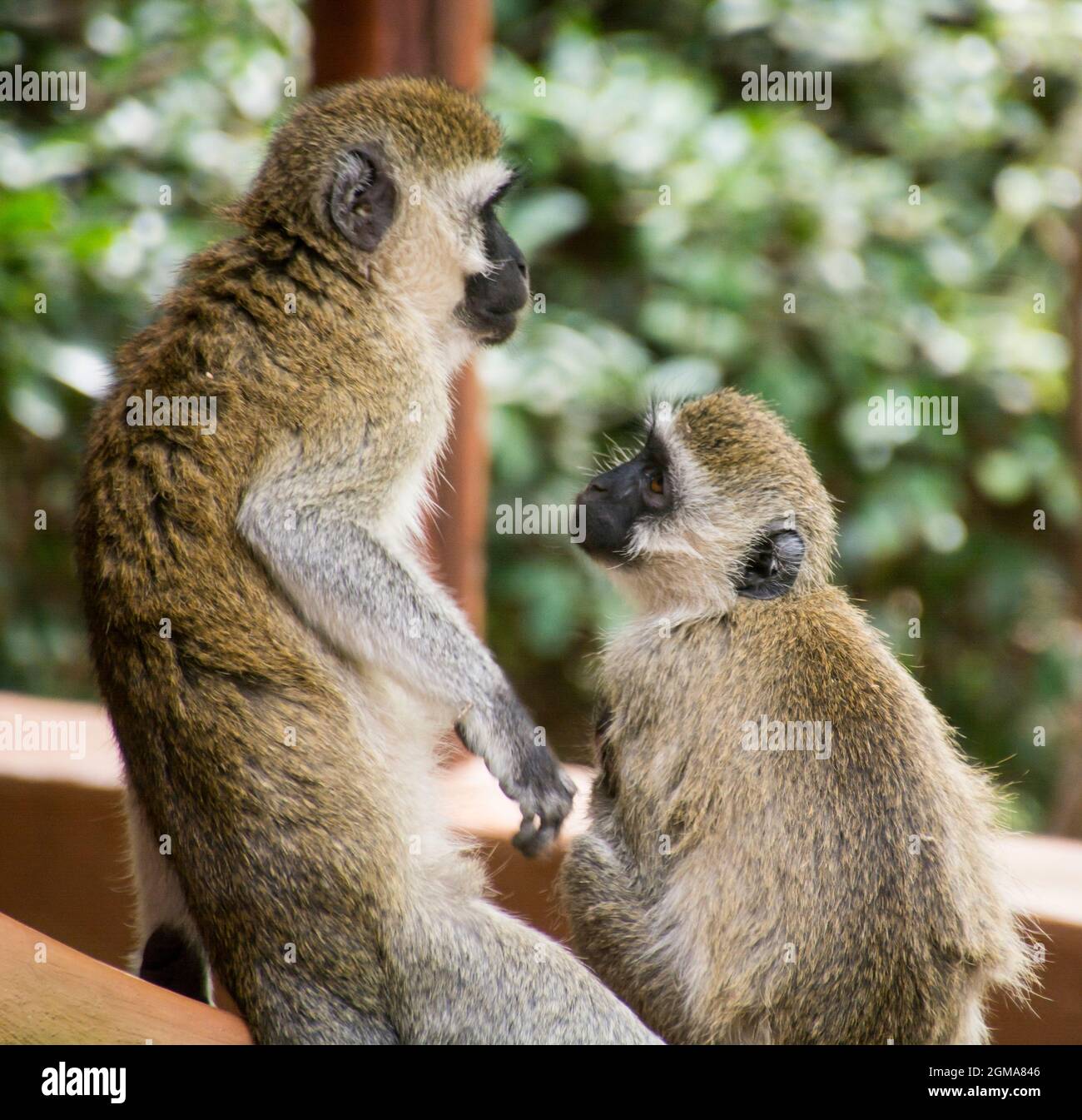 Vervet in Kenya Africa Stock Photo - Alamy
