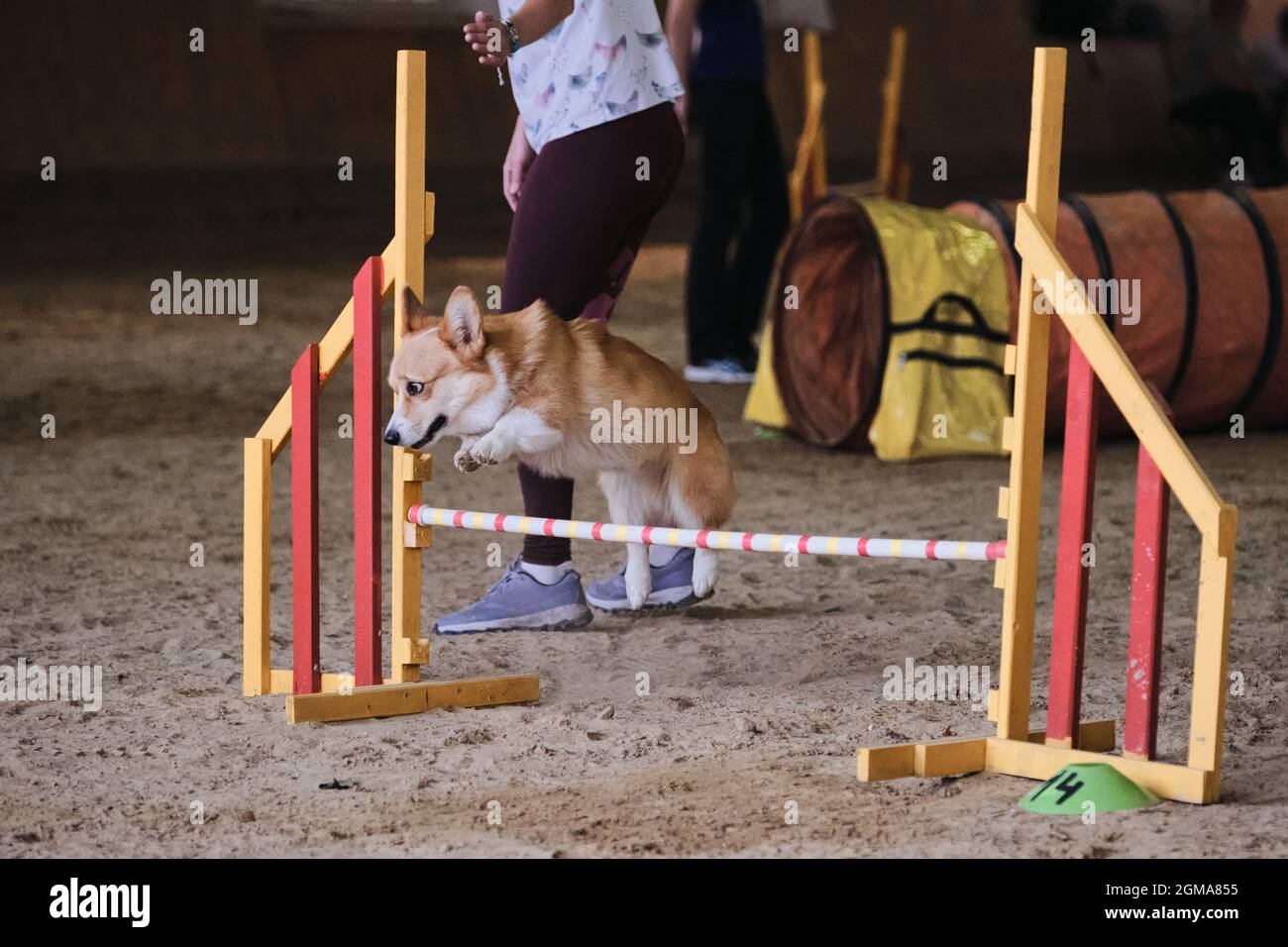 Speed and agility. Red Welsh corgi Pembroke without tail runs fast and ...