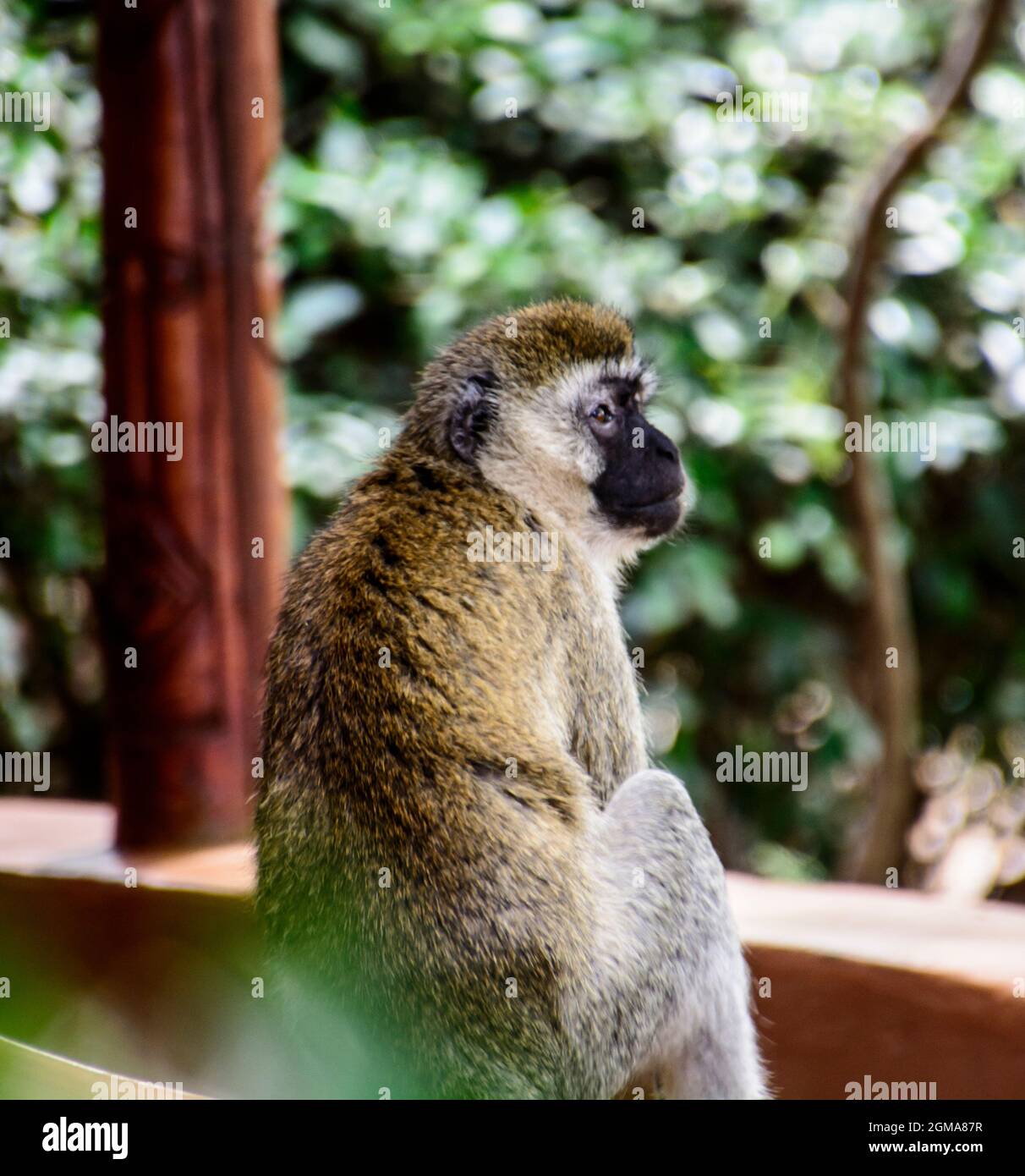 Vervet in Kenya Africa Stock Photo - Alamy