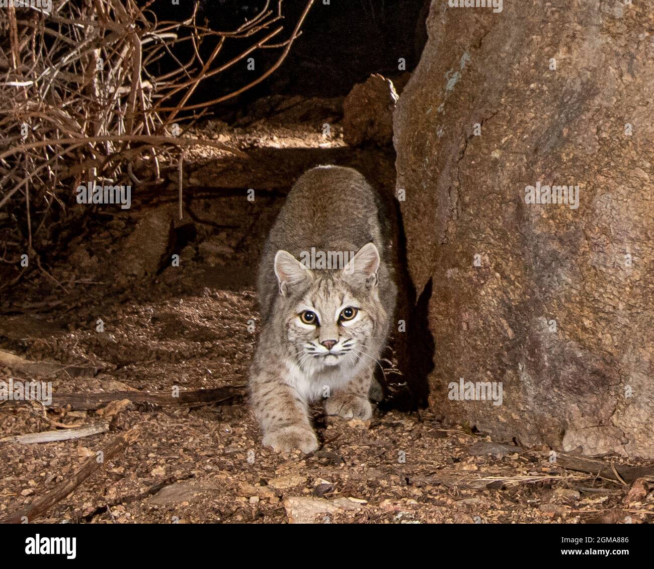 Bobcat in camera trap Stock Photo - Alamy