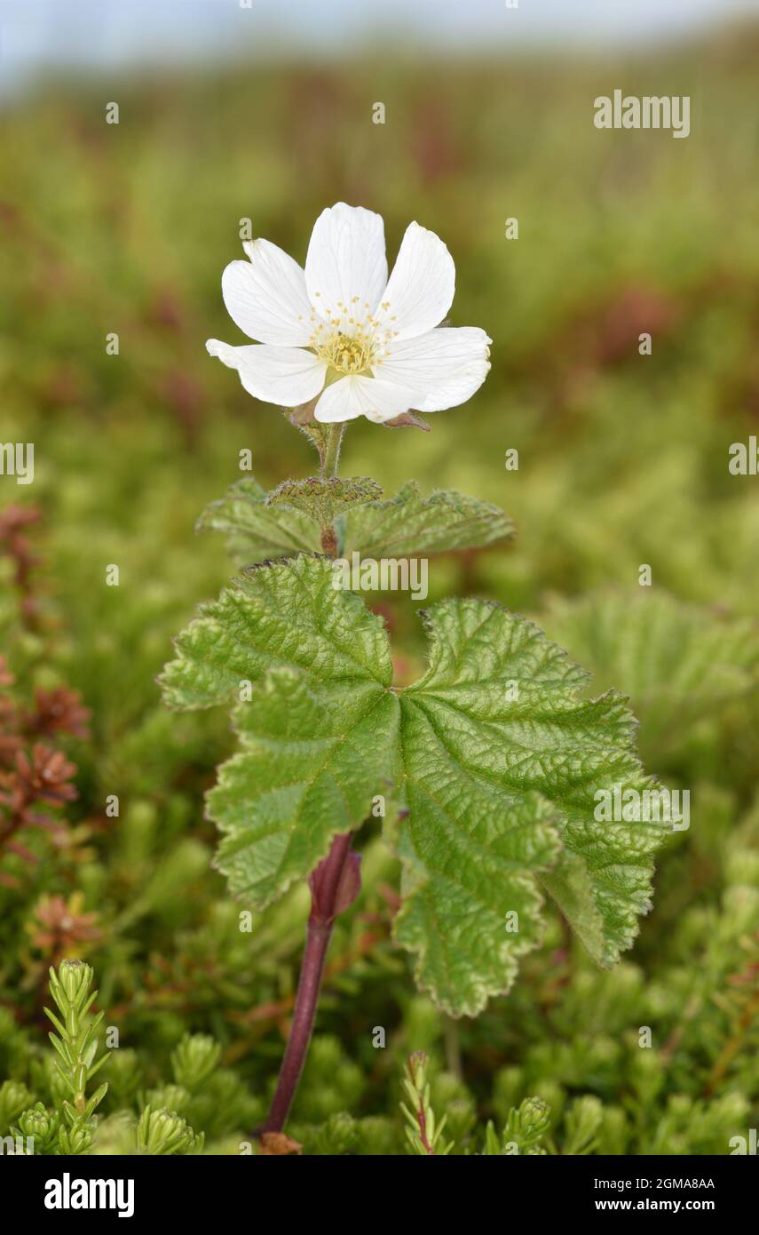Cloudberry - Rubus chamaemorus Stock Photo - Alamy
