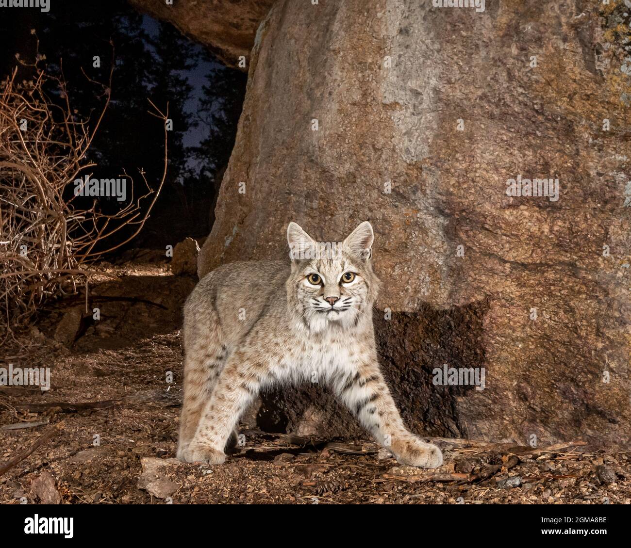 Bobcat in camera trap Stock Photo - Alamy